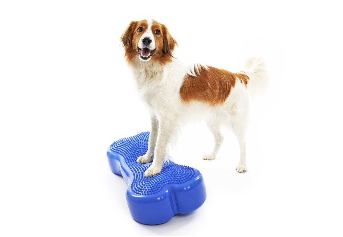 Rehab FitPaws K9 FitBone